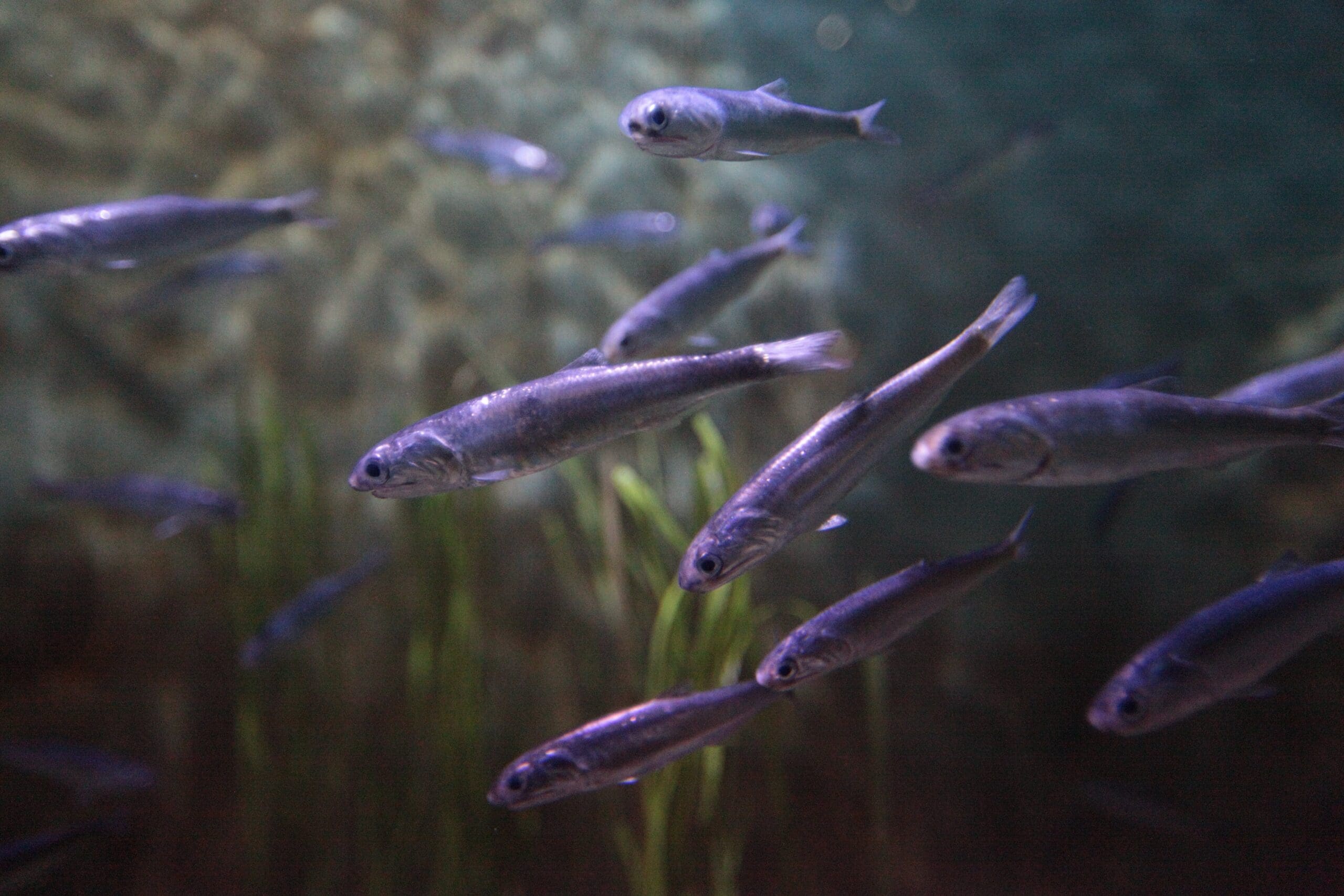 Forage Fish in the Salish Sea - Long Live The Kings